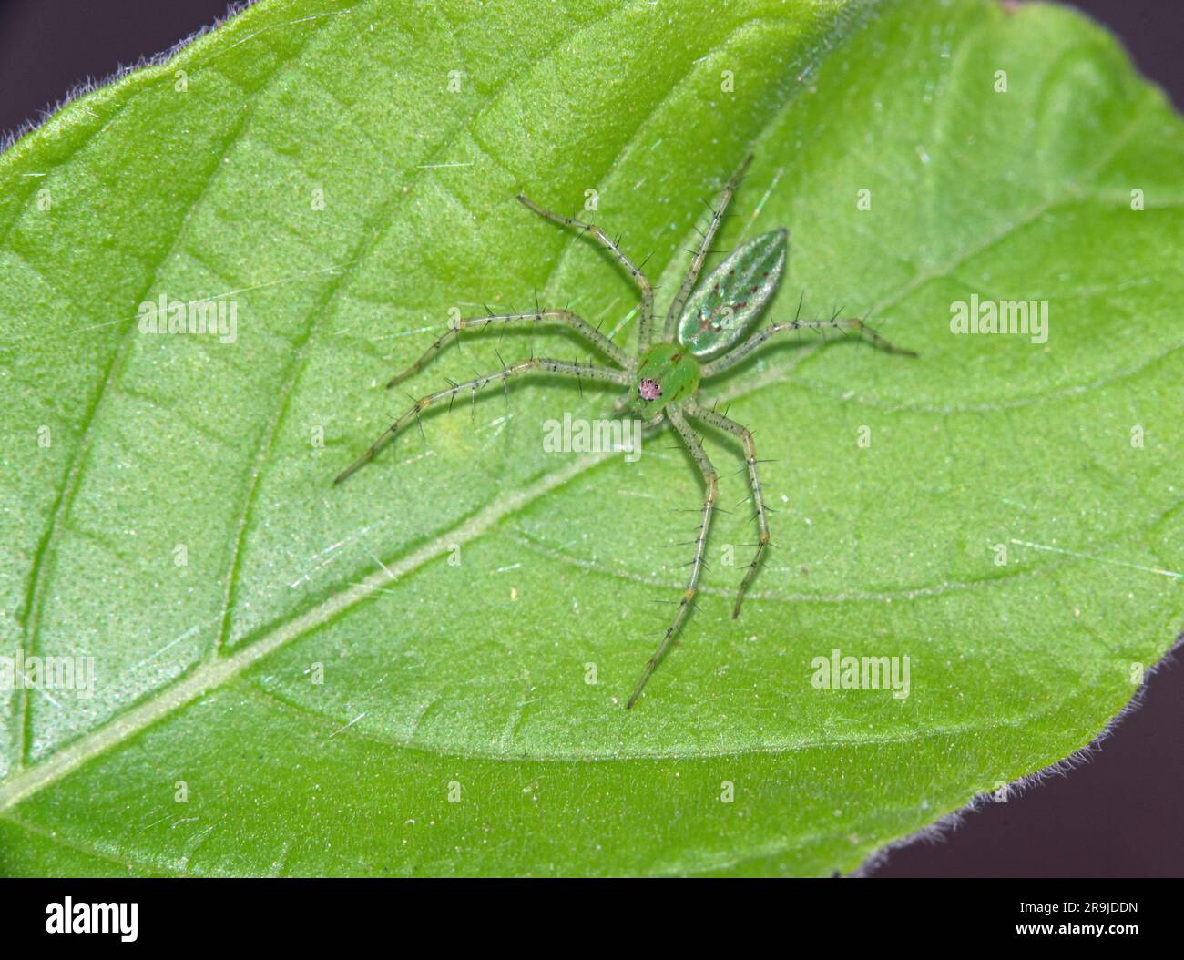 Green Lynx Spider (Peucetia viridans) on green leaf Stock Photo - Alamy