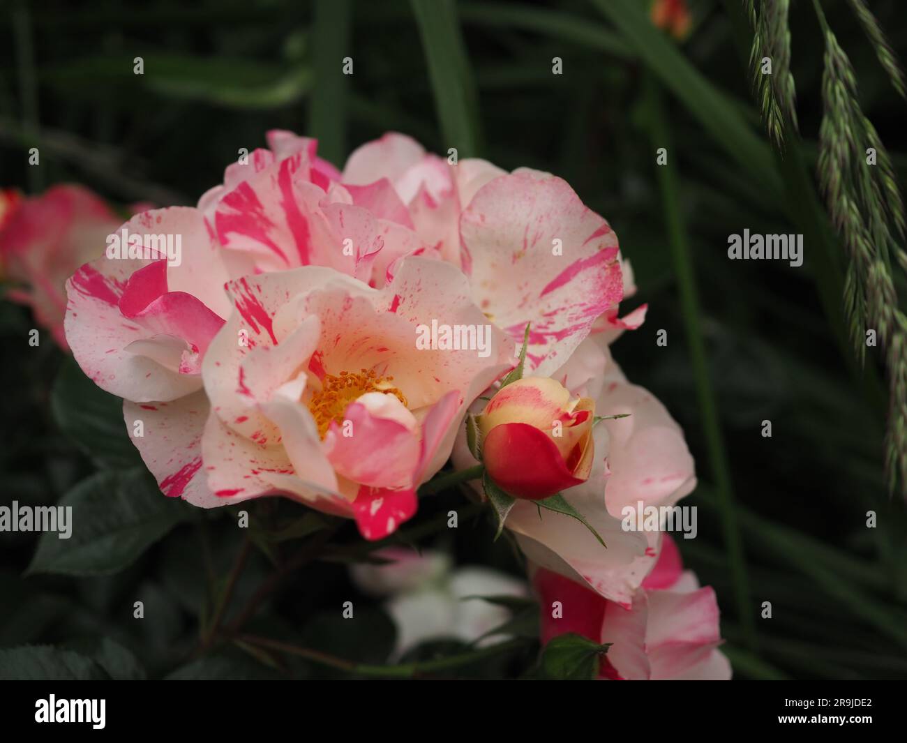 Rose mind games hi-res stock photography and images - Alamy