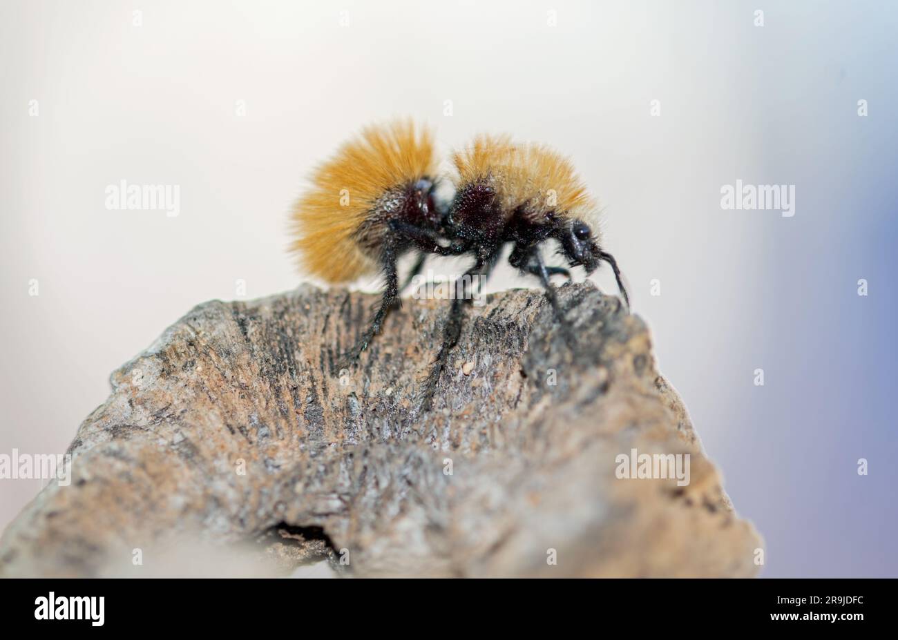 Velvet wasp ant hi-res stock photography and images - Alamy