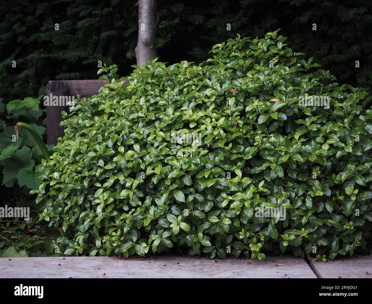 Evergreen shrub plant Pittosporum tenuifolium 'Golf Ball' at the front ...