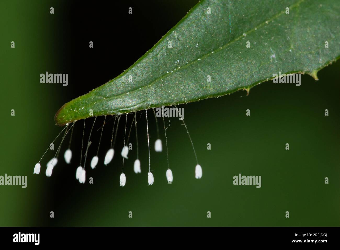 Lacewing Eggs