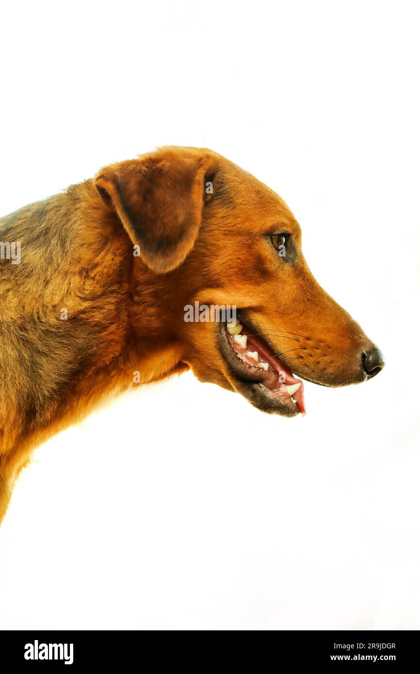 Dog Face Profile View