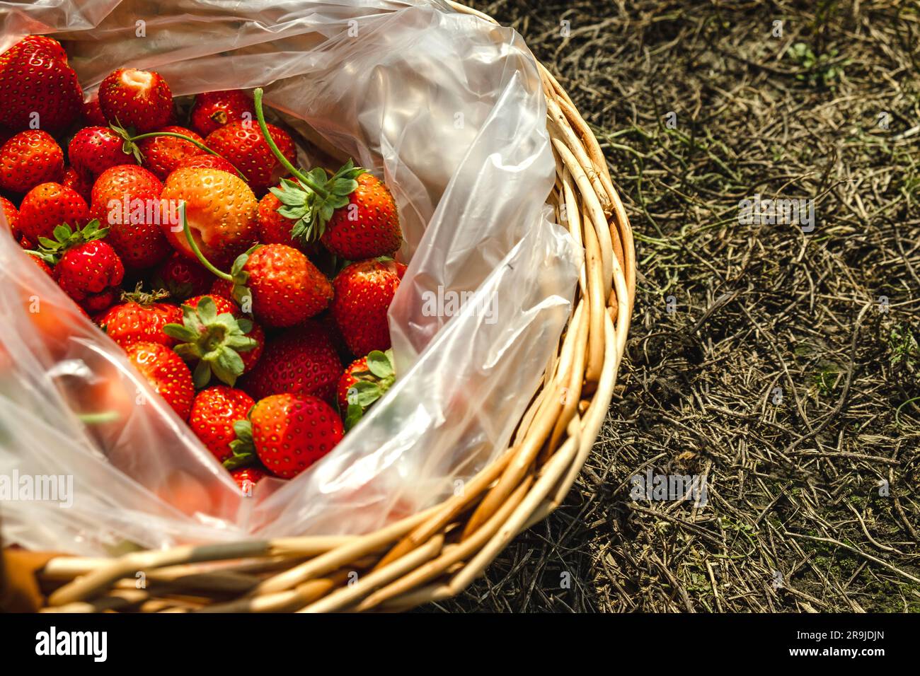 Overhead view of Strawberries in Basket Stock Photo - Alamy