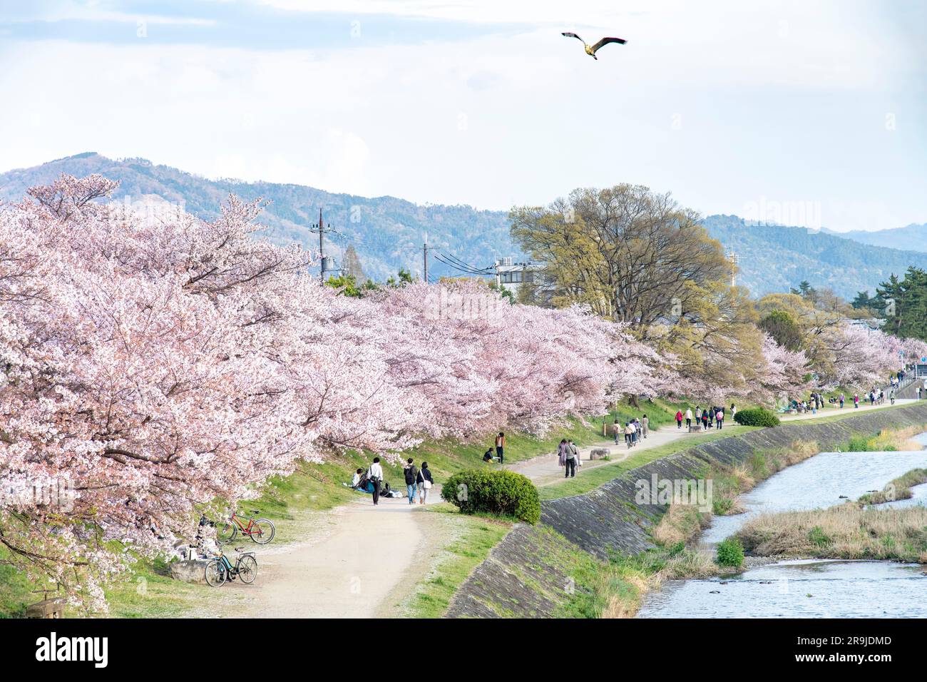 High level view over the Kamo river, Kyoto, Japan lined with Japanese ...