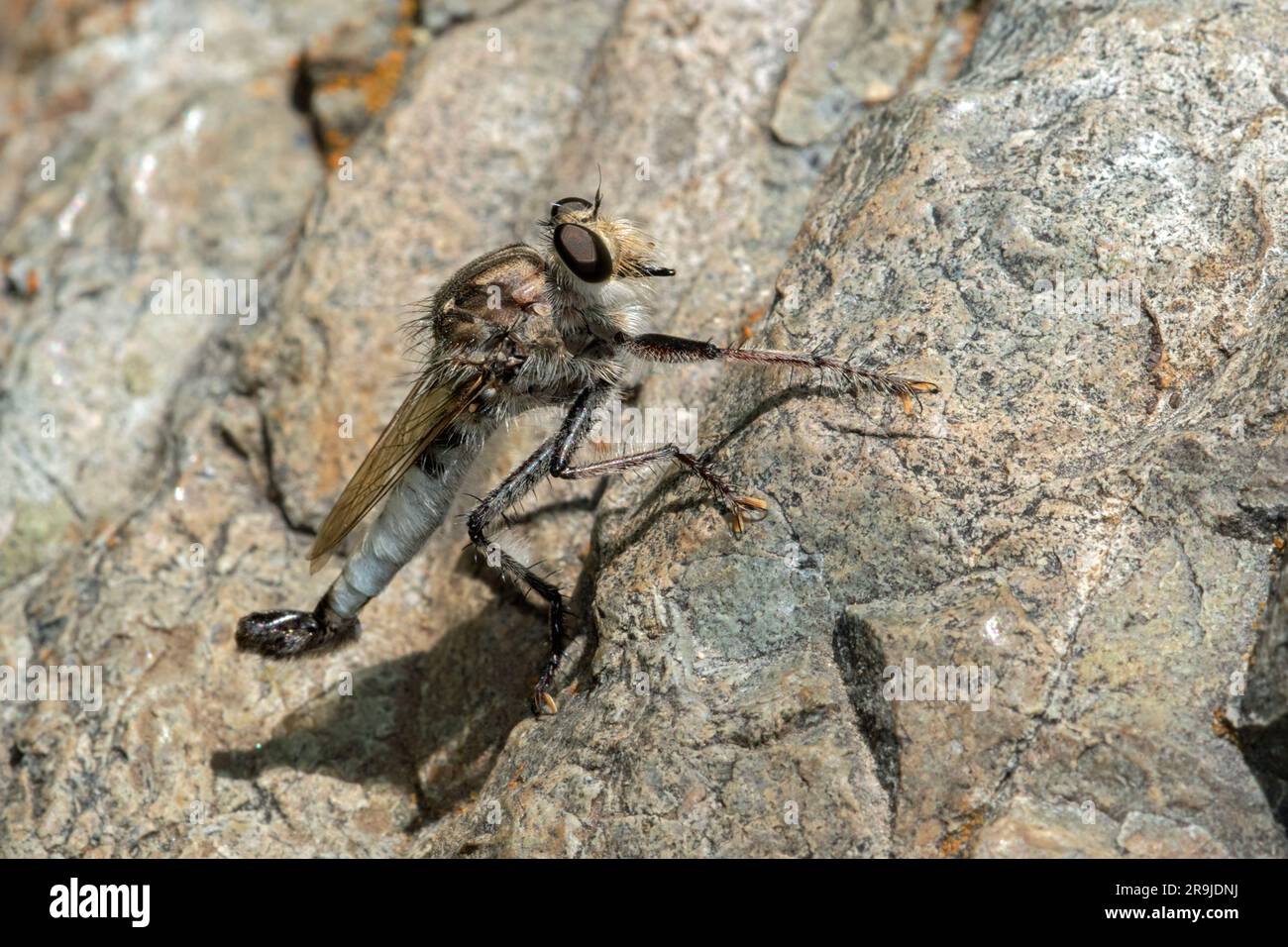 Insect true fly hi-res stock photography and images - Alamy