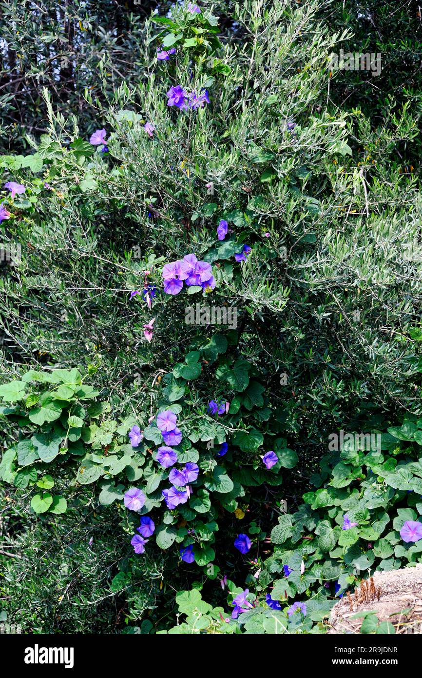 Auf purpur hi-res stock photography and images - Alamy