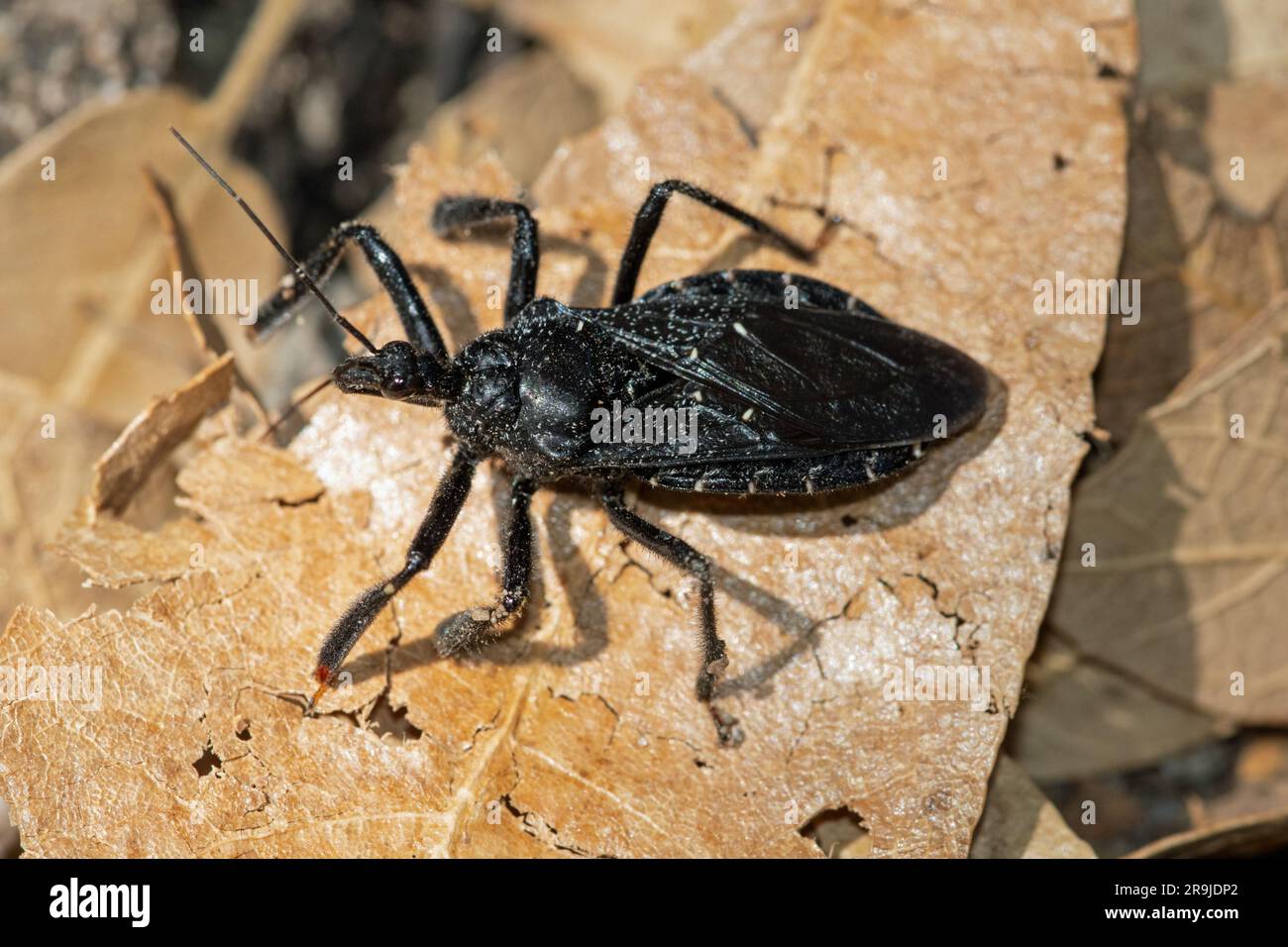 Black assassin bug Stock Photo - Alamy