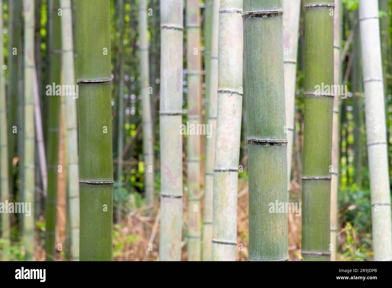 The sagano bamboo forest hi-res stock photography and images - Alamy