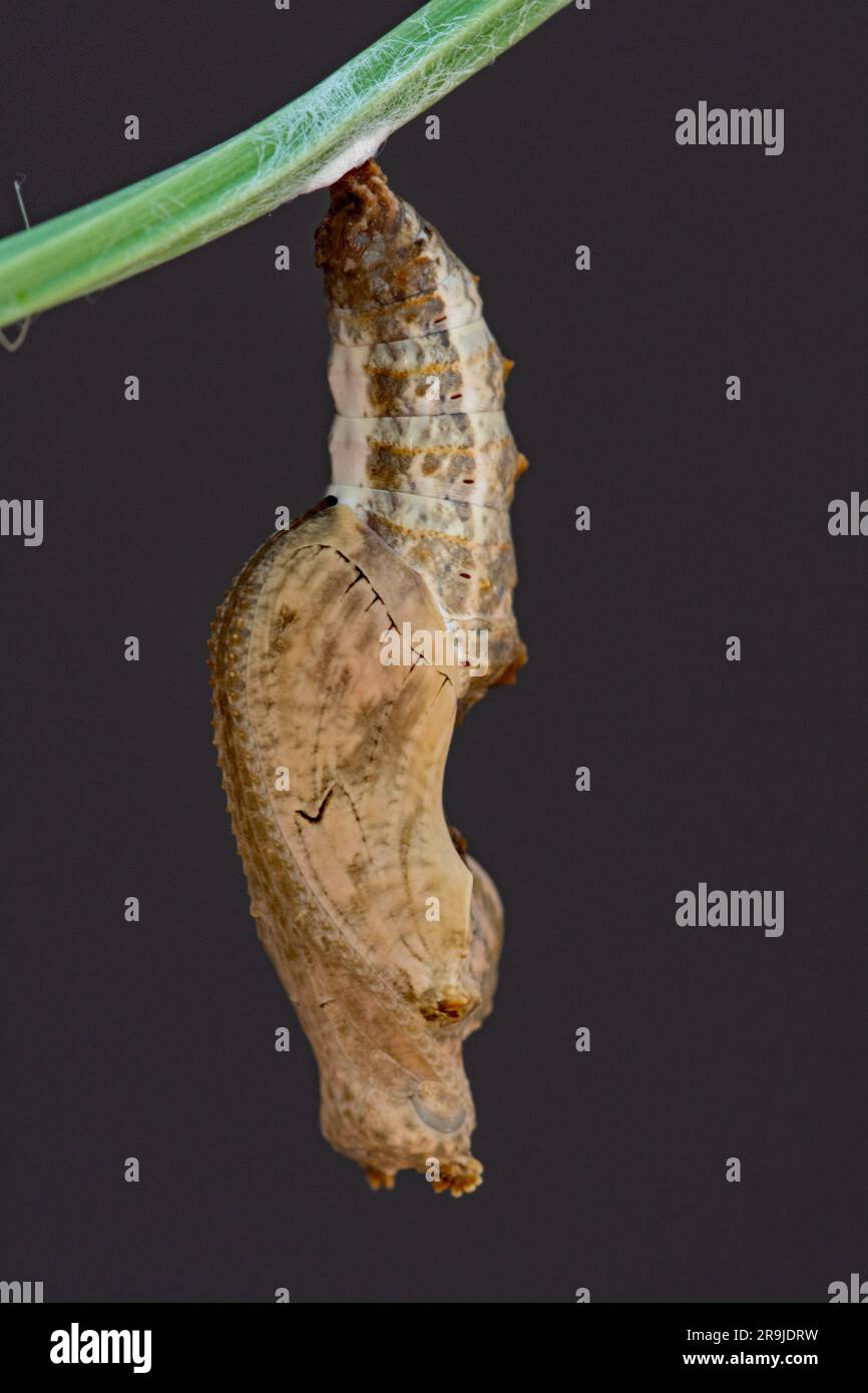 Gulf fritillary chrysalis hi-res stock photography and images - Alamy