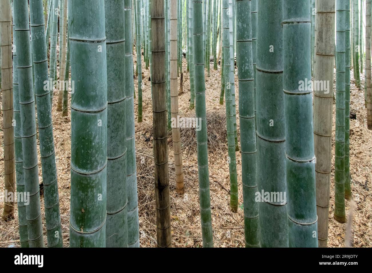 Close up view of the stems or culm of a bamboo in Arashiyama Bamboo ...