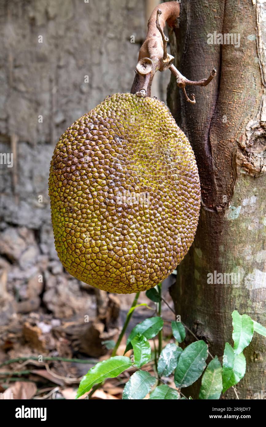 Close up of a jackfruit (Artocarpus heterophyllus), or jack tree ...