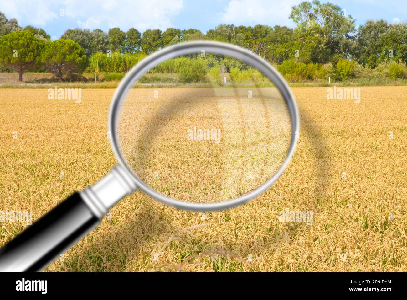 Rice field in Camargue Region ready to be harvested (Europe-France ...