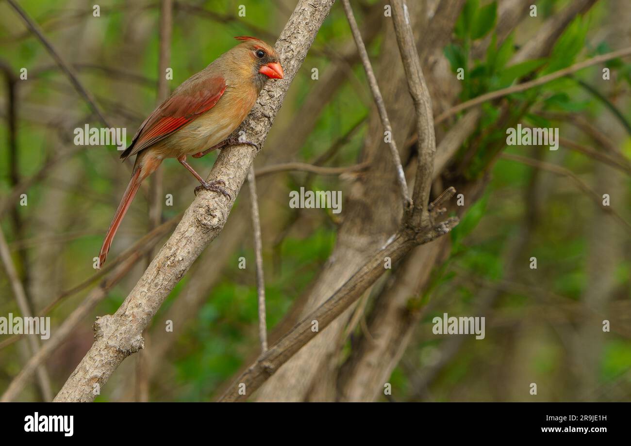 Female Cardinal sitting in tree, Indianapolis, Indiana, Spring 2023 ...
