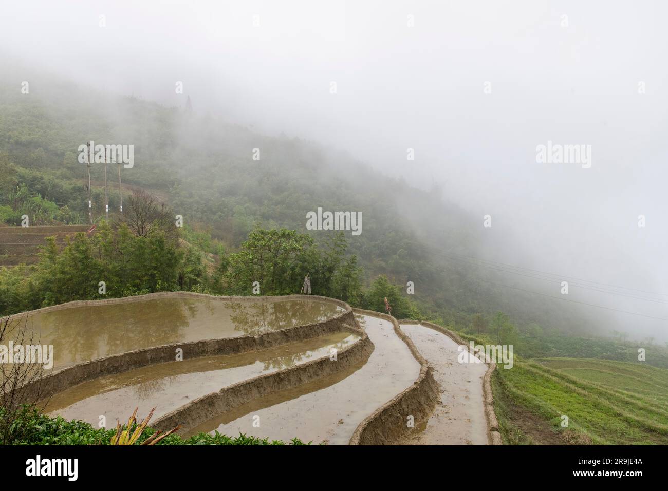 Vietnam green water filled rice hi-res stock photography and images - Alamy