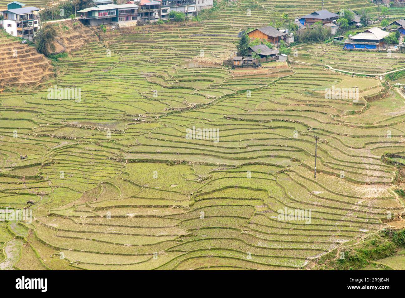High angle panoramic view over a wide valley with green terraced rice ...