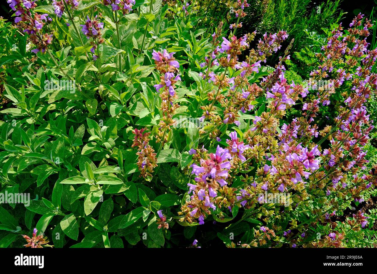 flowering sage plant in an english garden, norfolk, england Stock Photo ...