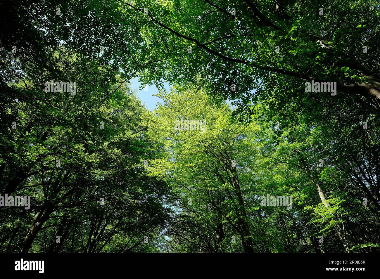 Woodland woods uk england parkland hi-res stock photography and images ...