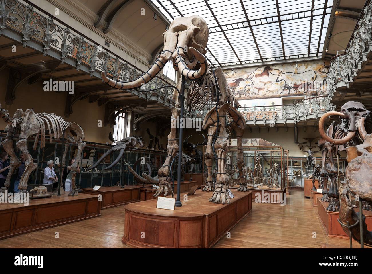 Museum Of Anatomy Paris Museum Of Natural History, Paris, France