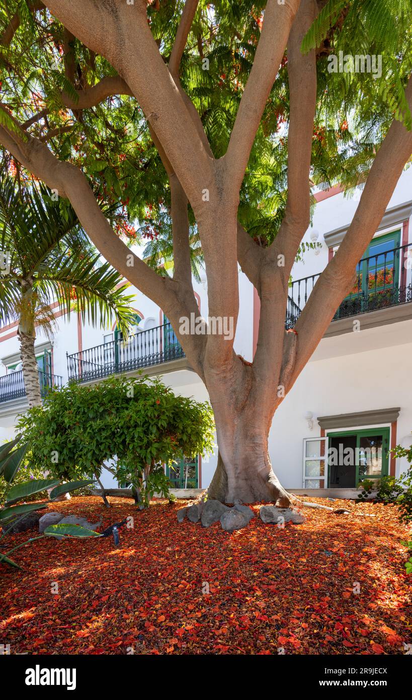 Arbol de red hi-res stock photography and images - Alamy