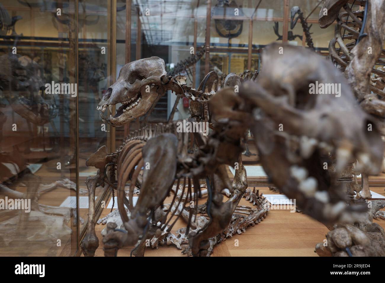 Paris, France. 27th June, 2023. Fossil of dinosaurs in the gallery of ...
