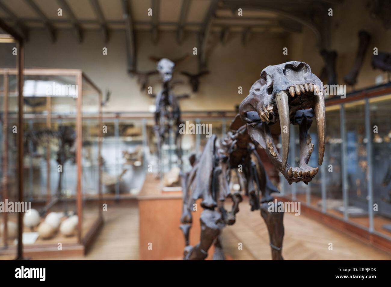 Paris, France. 27th June, 2023. Fossil of dinosaurs in the gallery of the museum of ...