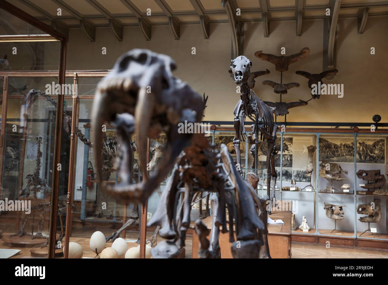 Paris, France. 27th June, 2023. Fossil of dinosaurs in the gallery of ...