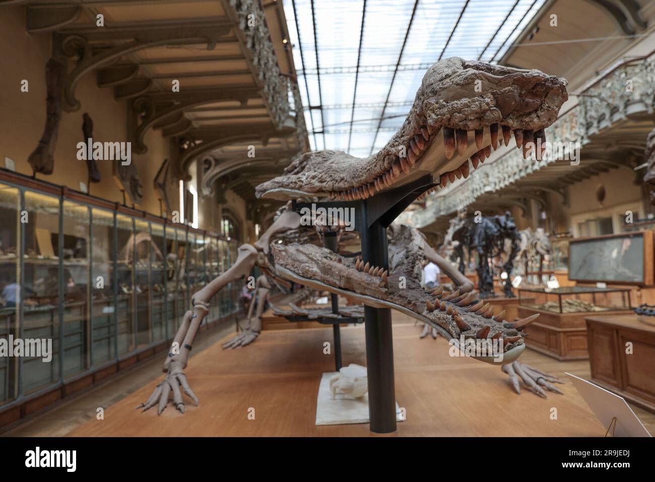 Paris, France. 27th June, 2023. Fossil of dinosaurs in the gallery of ...