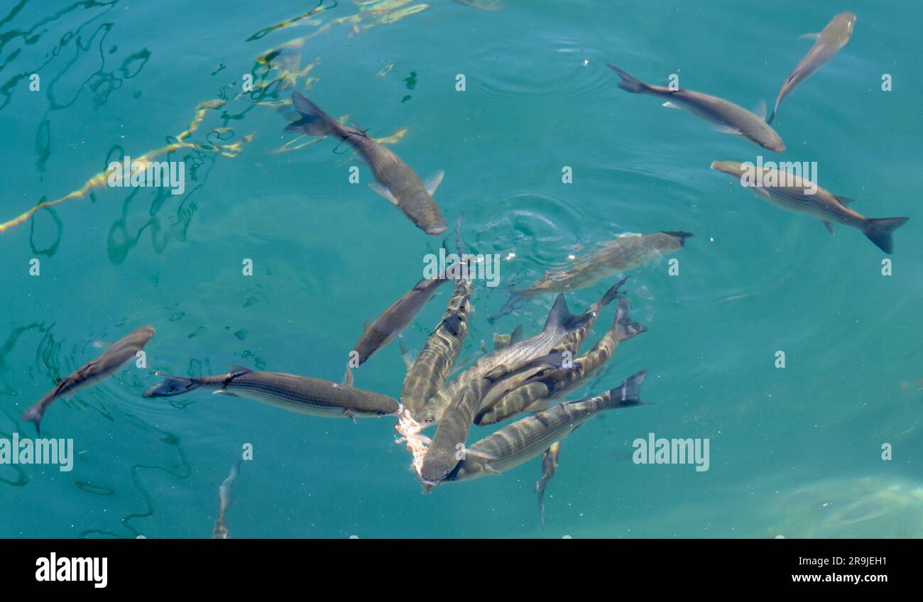 Comiendo peces hi-res stock photography and images - Alamy