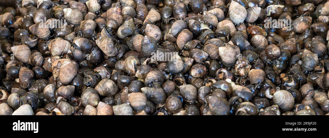 periwinkles from the atlantic ocean on a shop counter of a stall in a ...