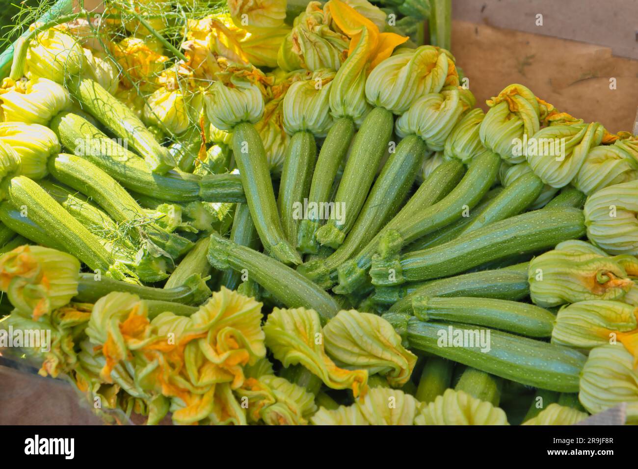 fresh colorful zucchini with flower petals at a market in Sicily ...