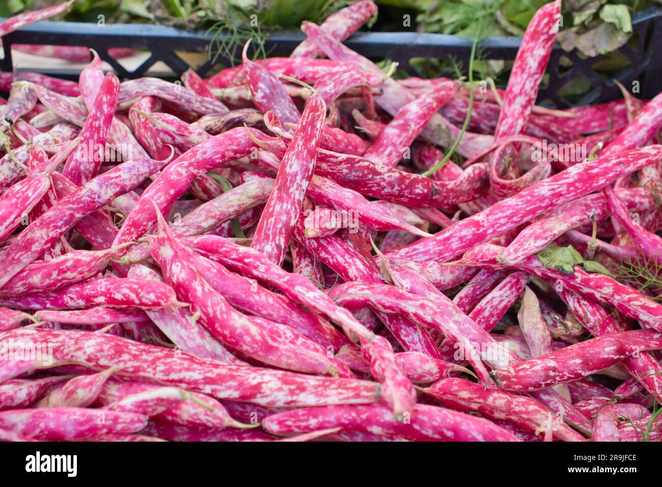 Garden borlotti beans hi-res stock photography and images - Alamy