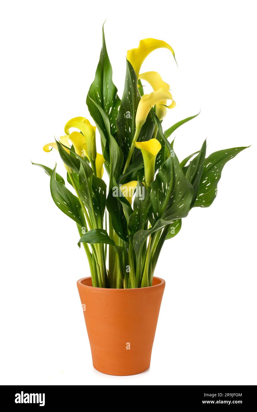 Yellow calla plant in vase isolated on white background Stock Photo - Alamy