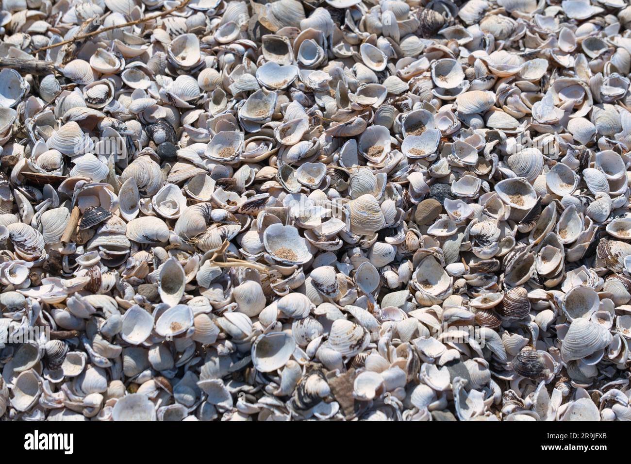 Shore, beach with mussel shells, closeup, background photo Stock Photo ...