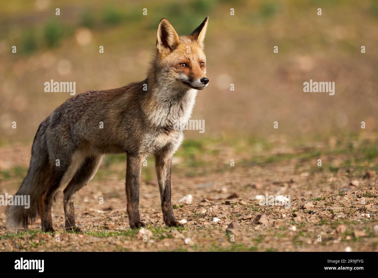 Red fox stands hi-res stock photography and images - Alamy