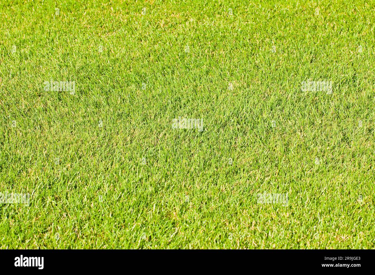 The lawn of one of the most famous squares in the world: Piazza of ...