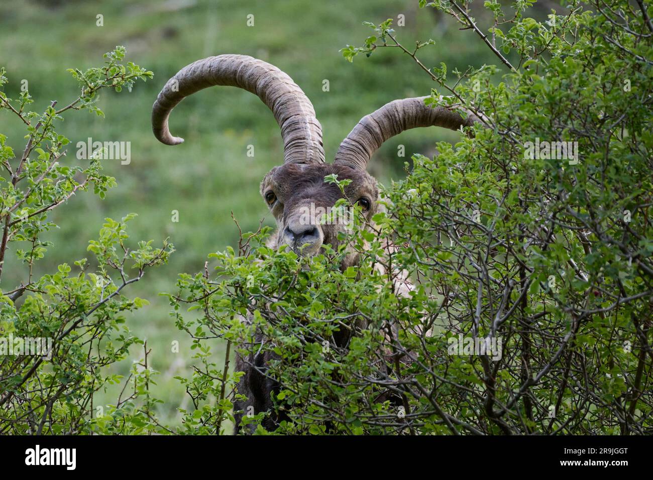 Wild mountain brown and black goat with long horns hidden behind bush ...