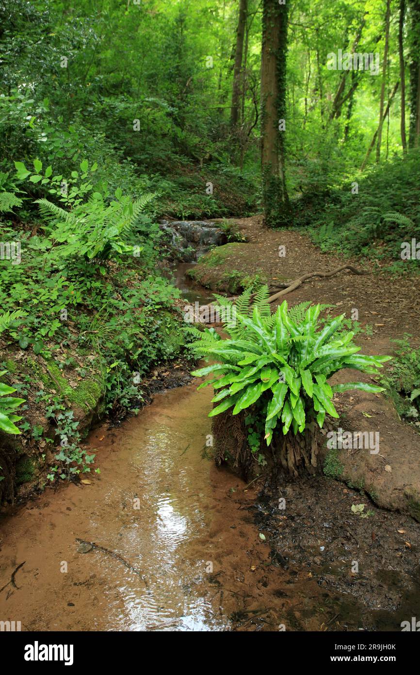 Woodland scene at Brockhampton estate, Bringsty, Bromyard ...