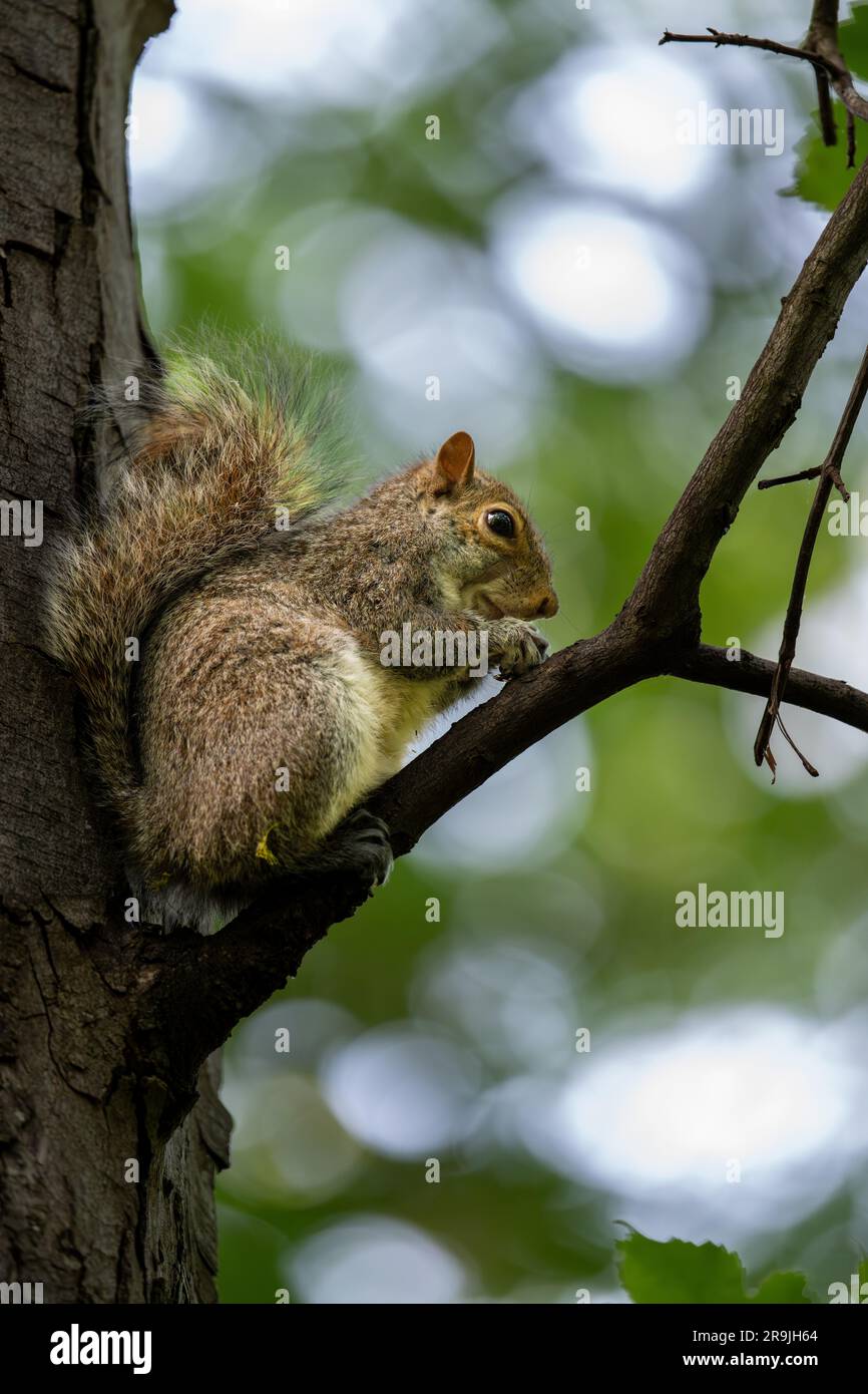Grey squirrel sitting in a tree. Squirrel in Kelsey Park, Beckenham ...