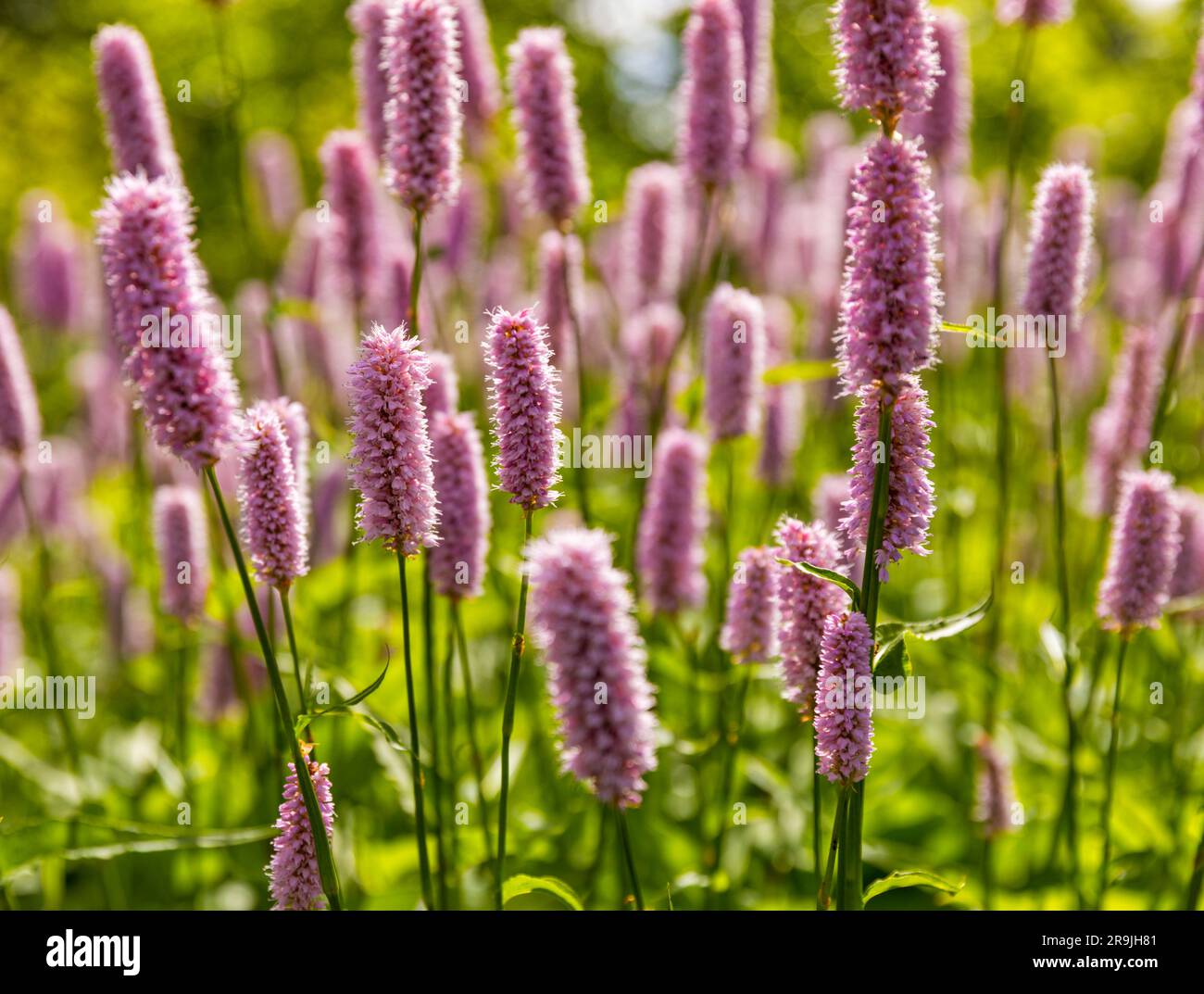 Flowerbed of European bistort cultivar Bistorta officinalis 'Superba ...
