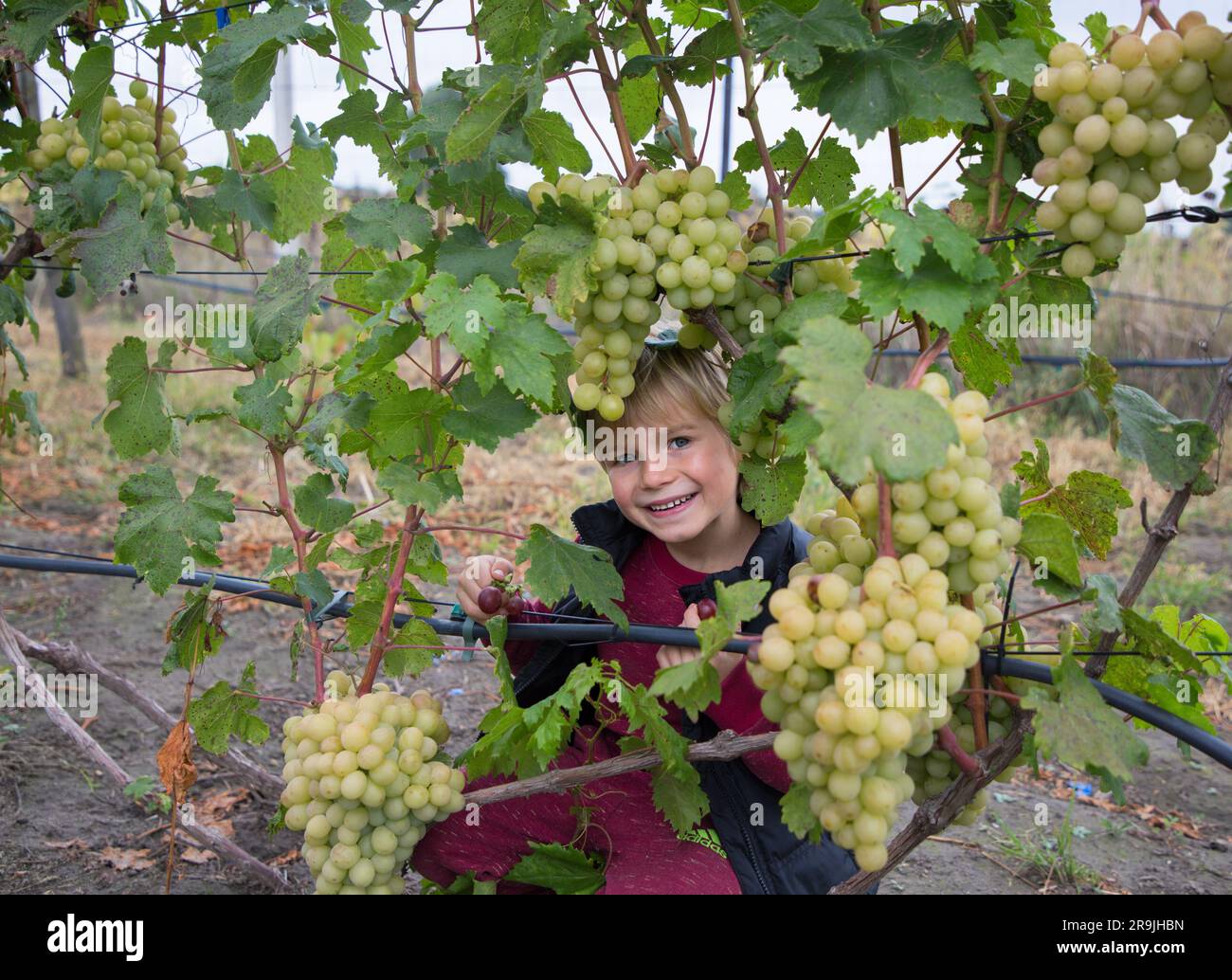 The smiling boy hid behind a vine of ripe grapes Stock Photo - Alamy