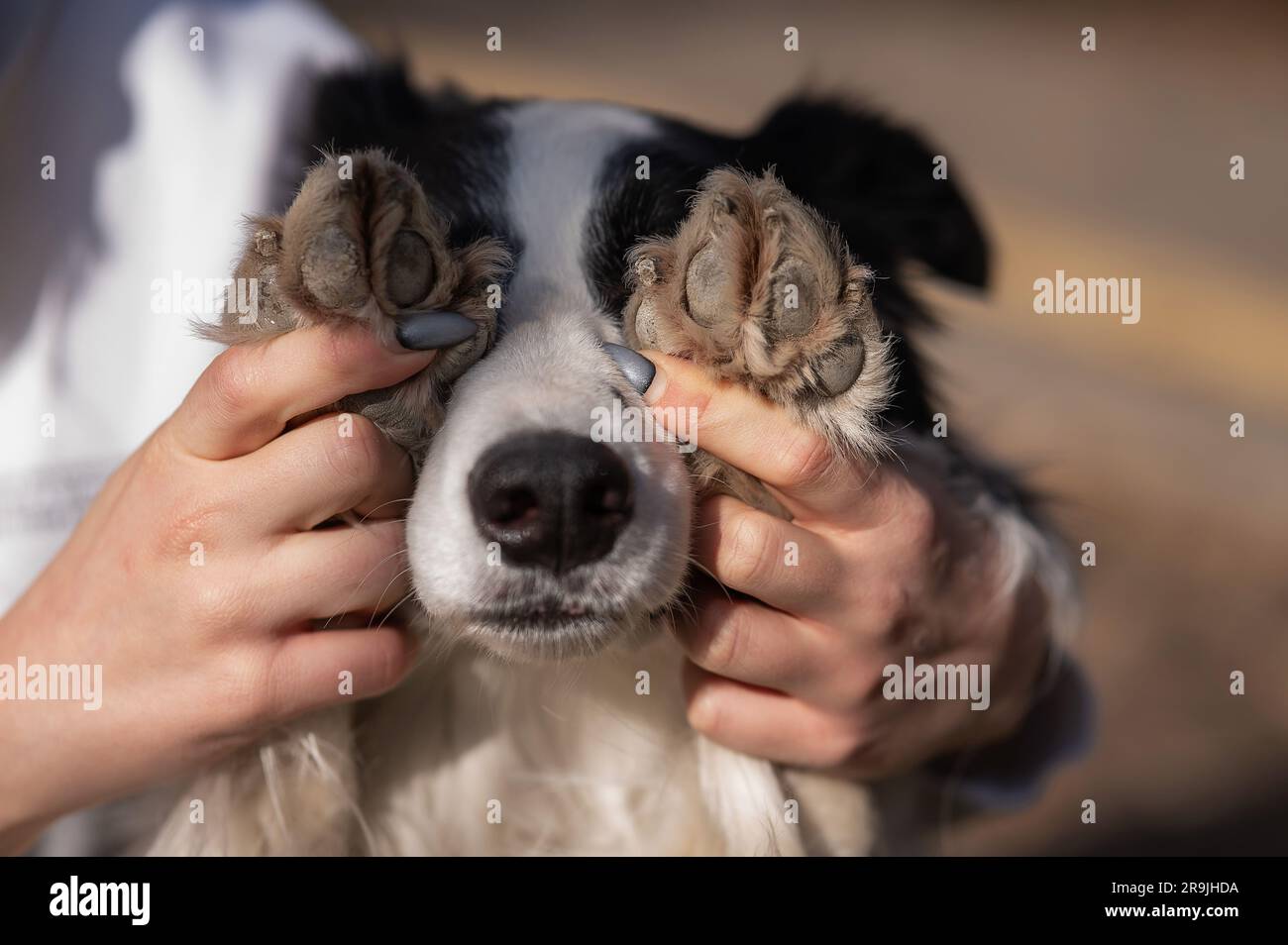 The owner closes the eyes of the border collie dog with his paws Stock ...