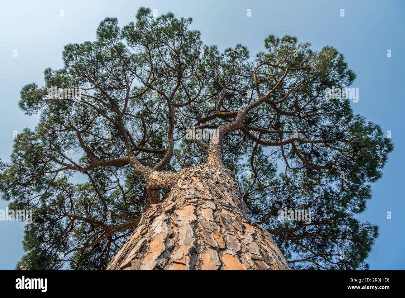 Stone pine tree from down in Rome. Italy. Pinus Pinea Stock Photo - Alamy