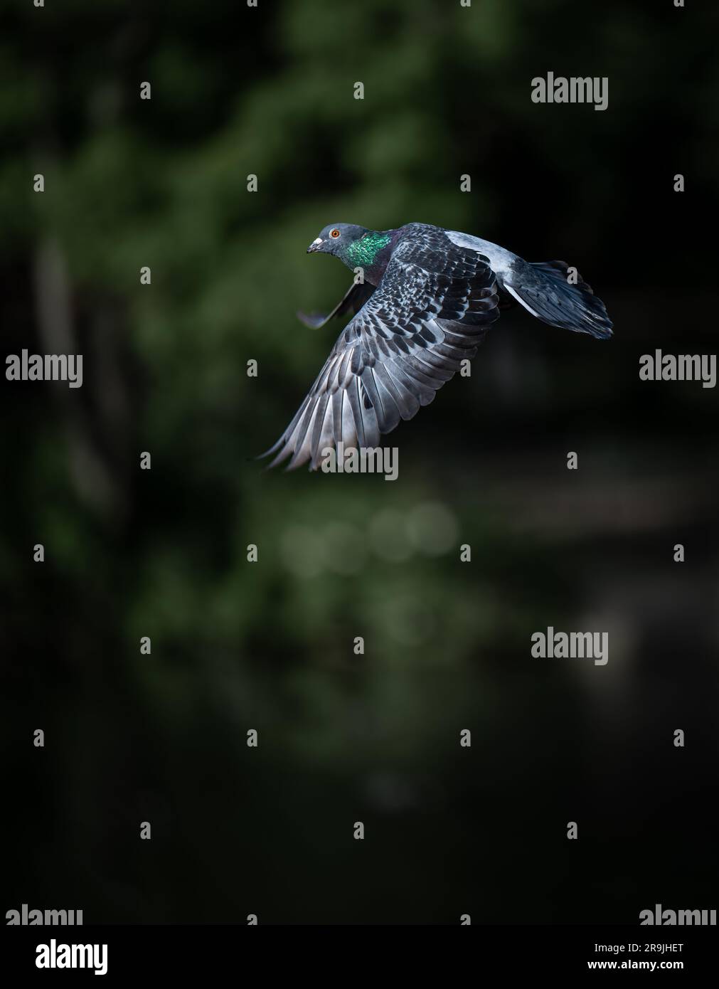 Rock dove or common pigeon or feral pigeon in flight. Portrait image ...