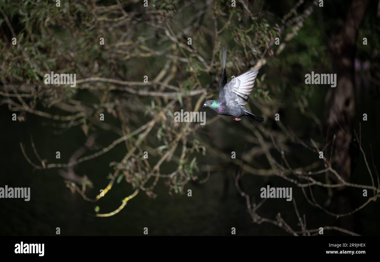 Rock dove or common pigeon or feral pigeon in flight. Landscape image ...