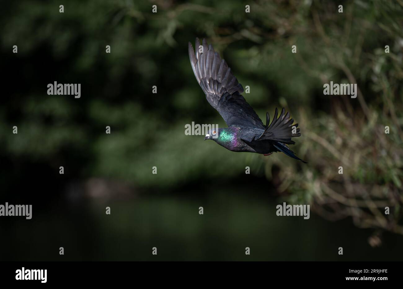 Rock dove or common pigeon or feral pigeon in flight. Landscape image ...