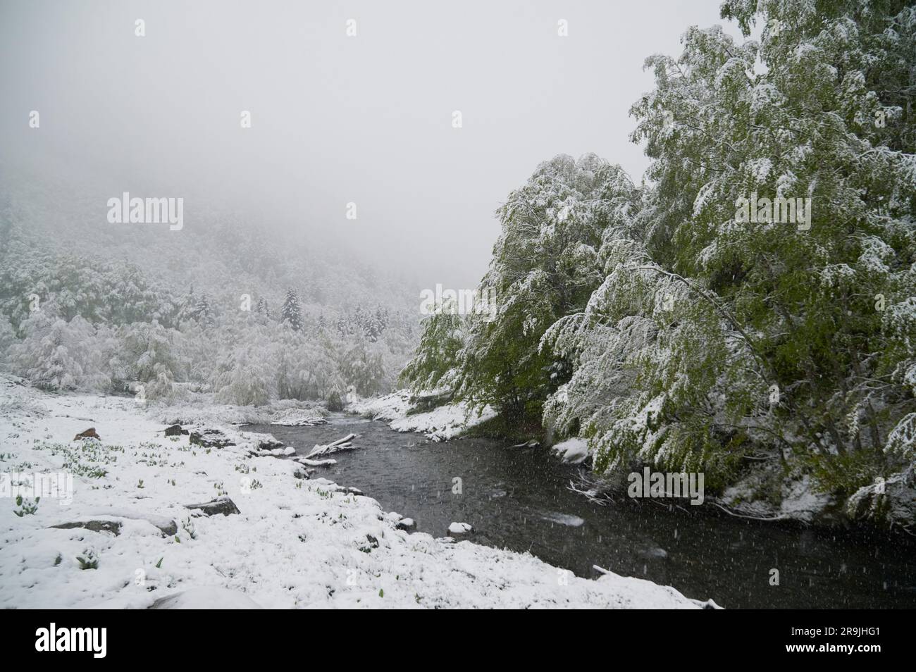 Picturesque view of narrow shallow river streaming through forested ...