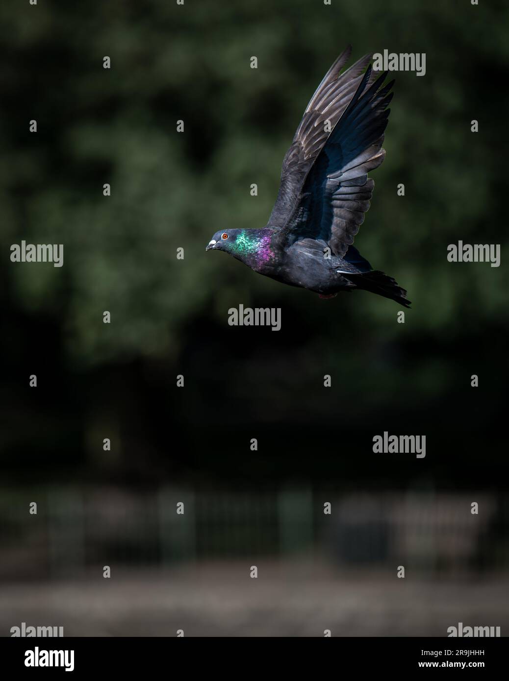 Rock dove or common pigeon or feral pigeon in flight. Portrait image ...
