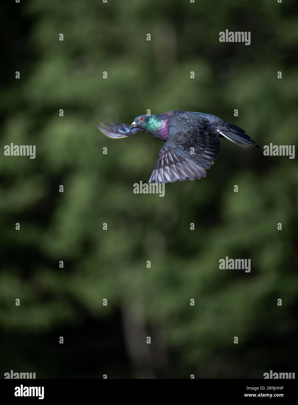 Rock dove or common pigeon or feral pigeon in flight. Portrait image ...