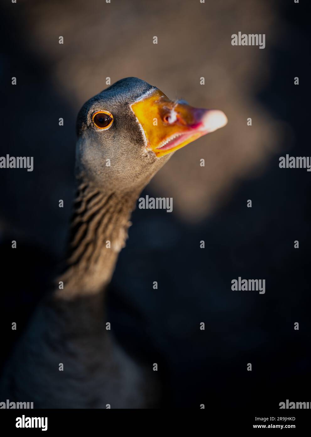 Head of a greylag goose looking up. Seen in Kelsey Park, Beckenham, UK ...