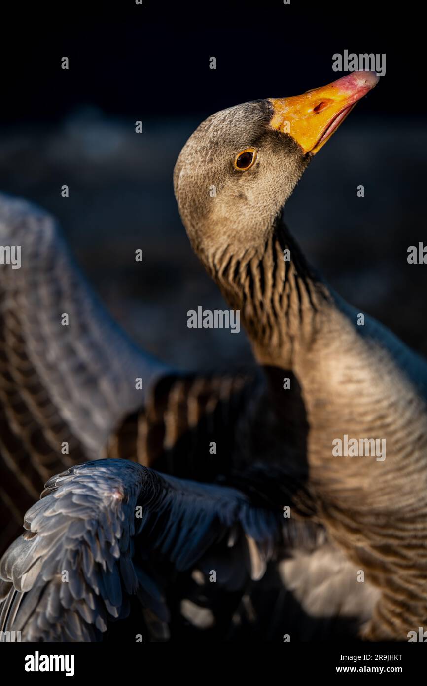 Greylag goose with wings pulled back. Seen in Kelsey Park, Beckenham ...